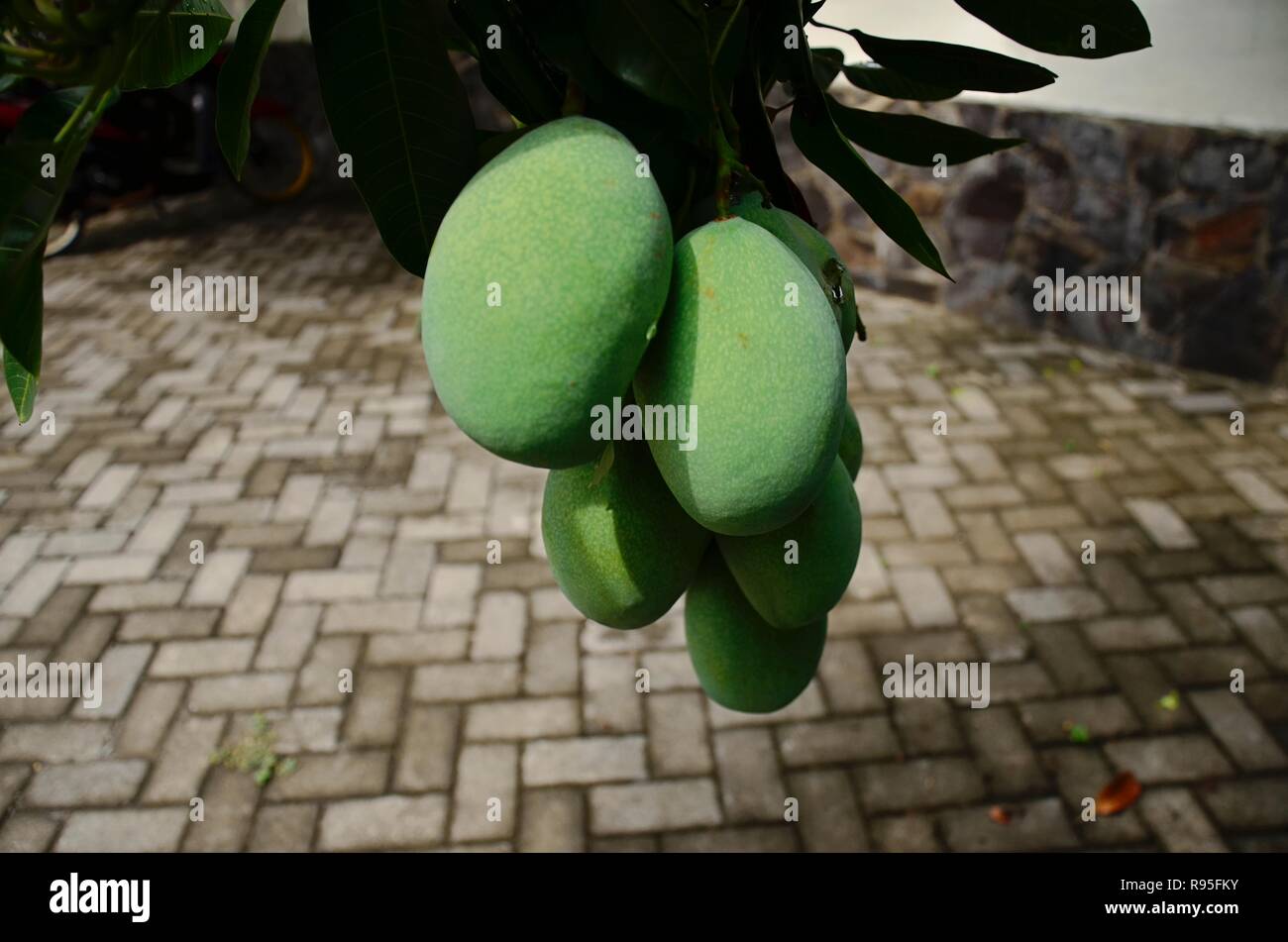 Mangos cuba hi-res stock photography and images - Alamy