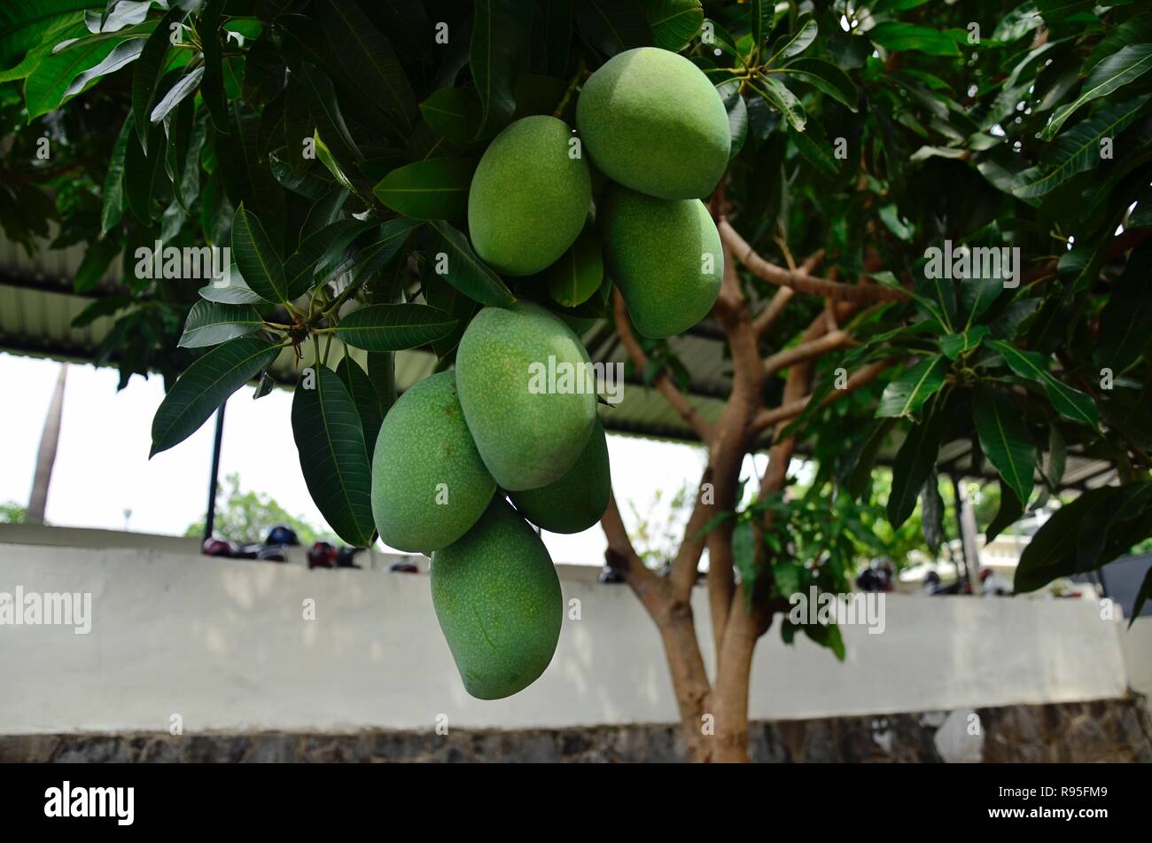 Mangos cuba hi-res stock photography and images - Alamy