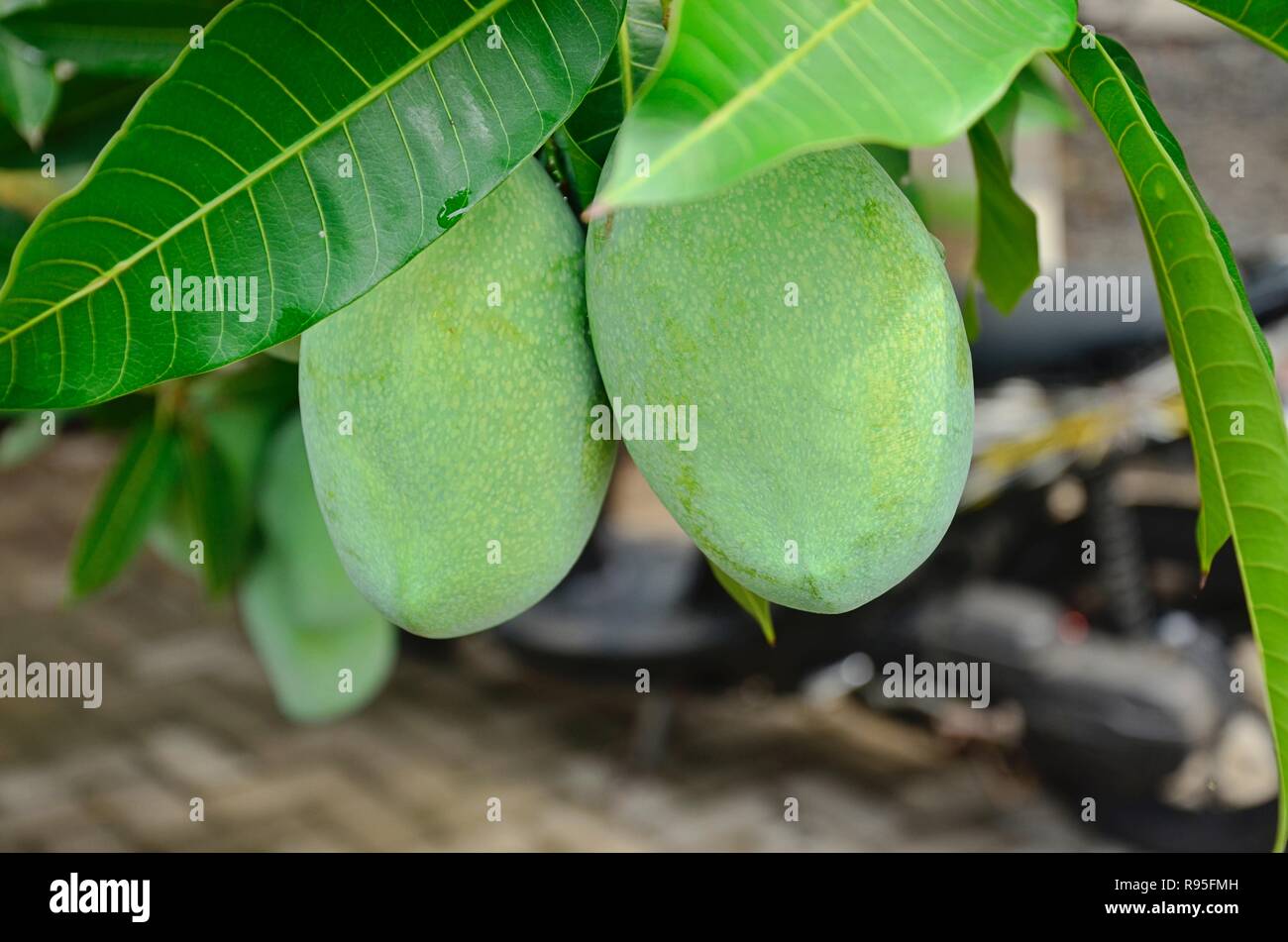 Mangos cuba hi-res stock photography and images - Alamy