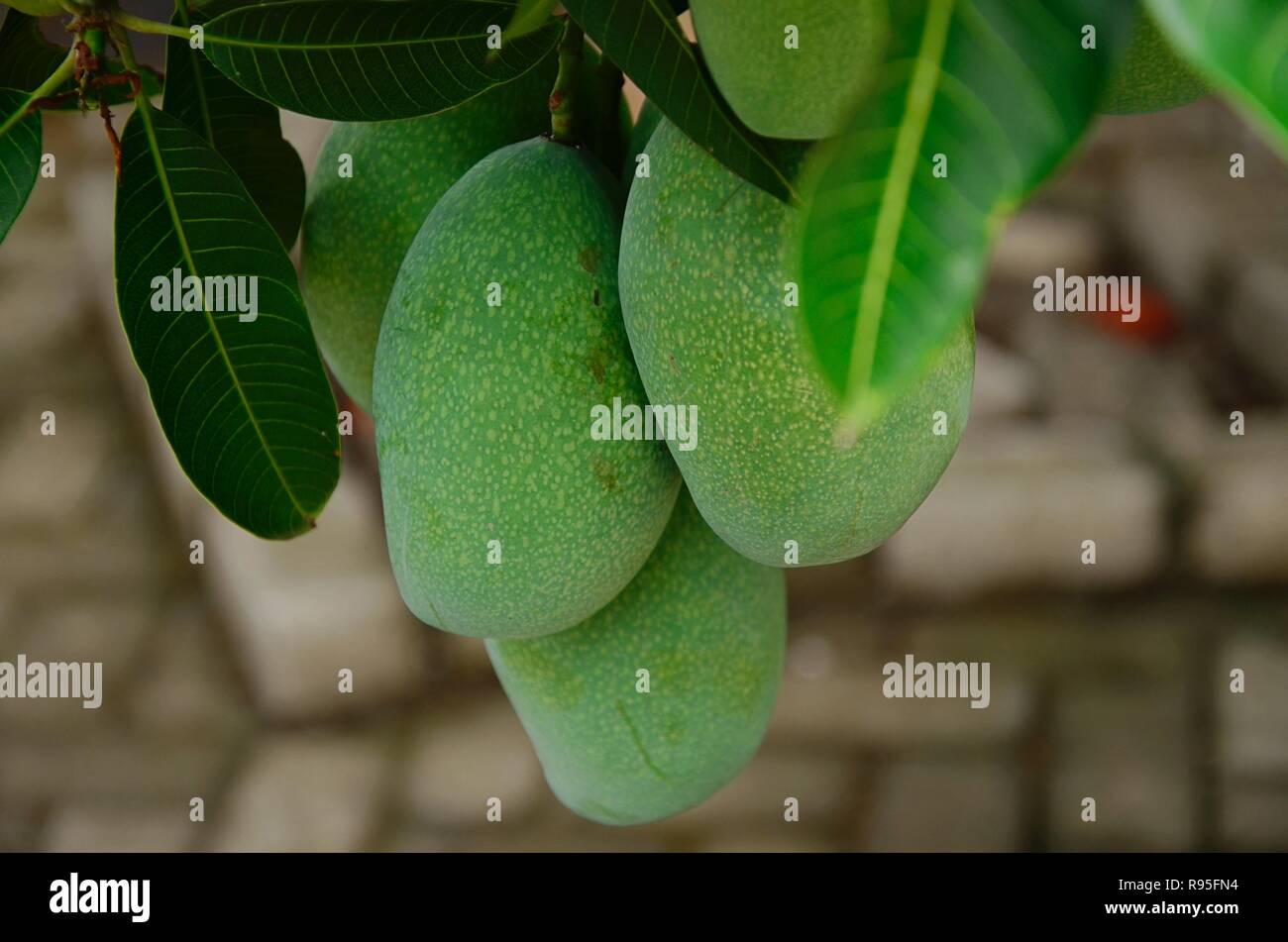 Mangos cuba hi-res stock photography and images - Alamy