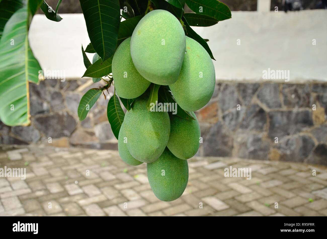 Mangos cuba hi-res stock photography and images - Alamy