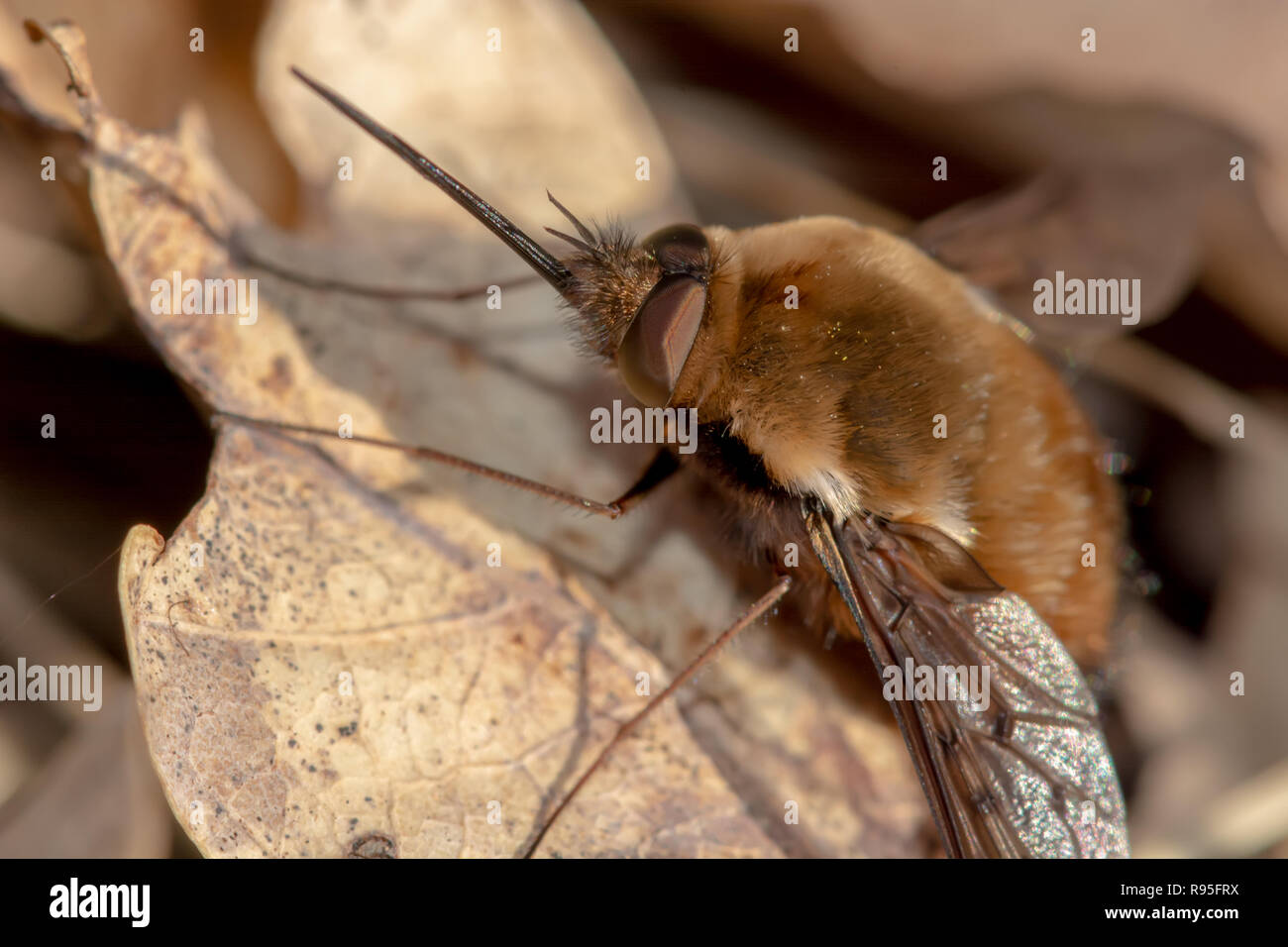 Spiny leaf insects hi-res stock photography and images - Alamy