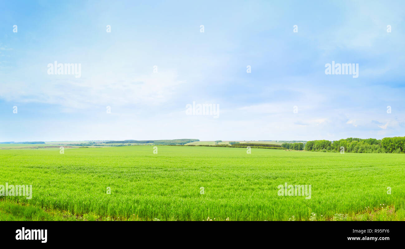 Cultivation of forage crops on the field. Panorama Stock Photo - Alamy