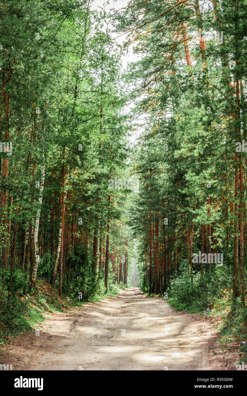 Road through the pine forest. Beautiful nature Stock Photo - Alamy