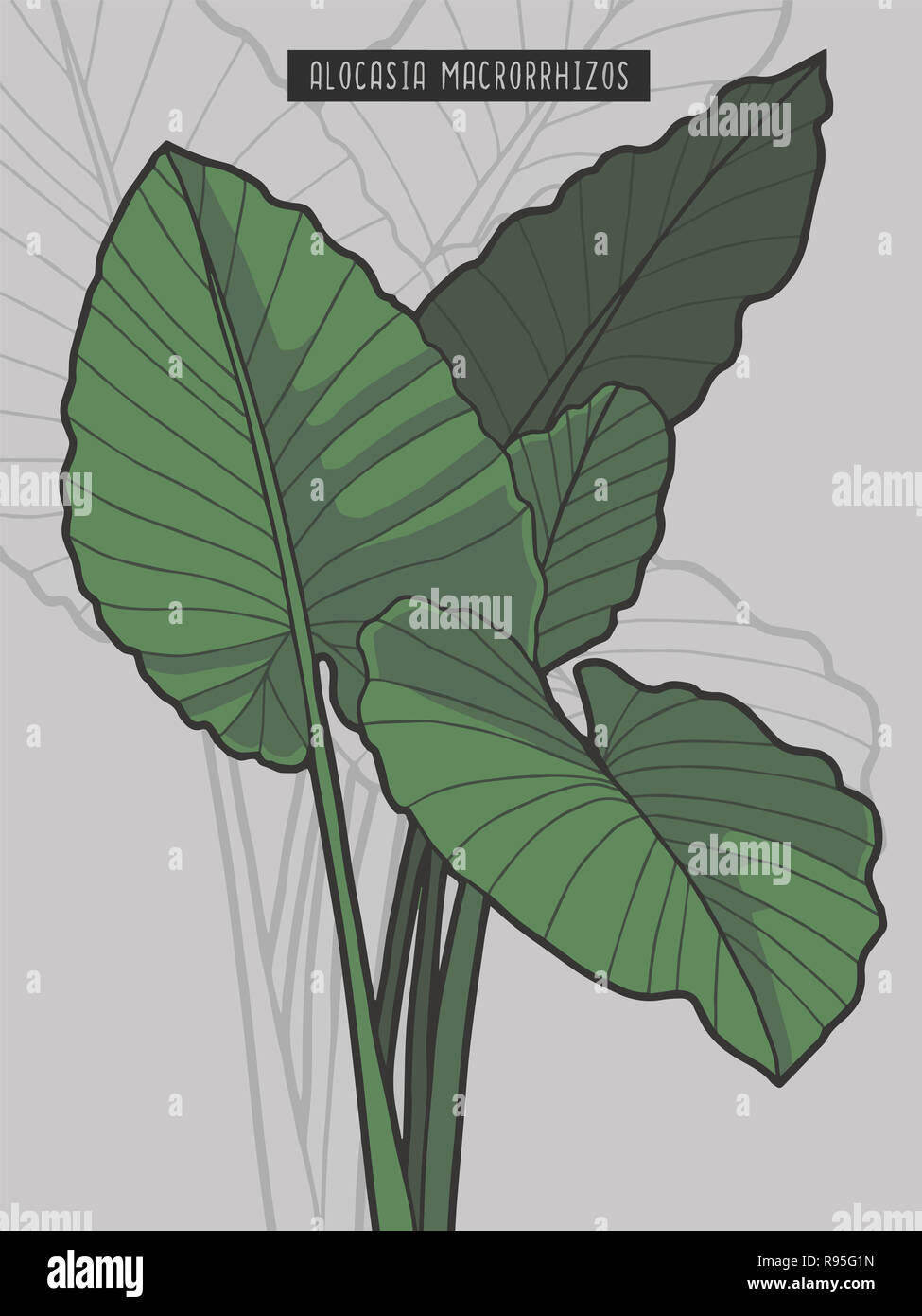 Exotic Alocasia Macrorrhizos Giant Taro rainforest tropical plant ...