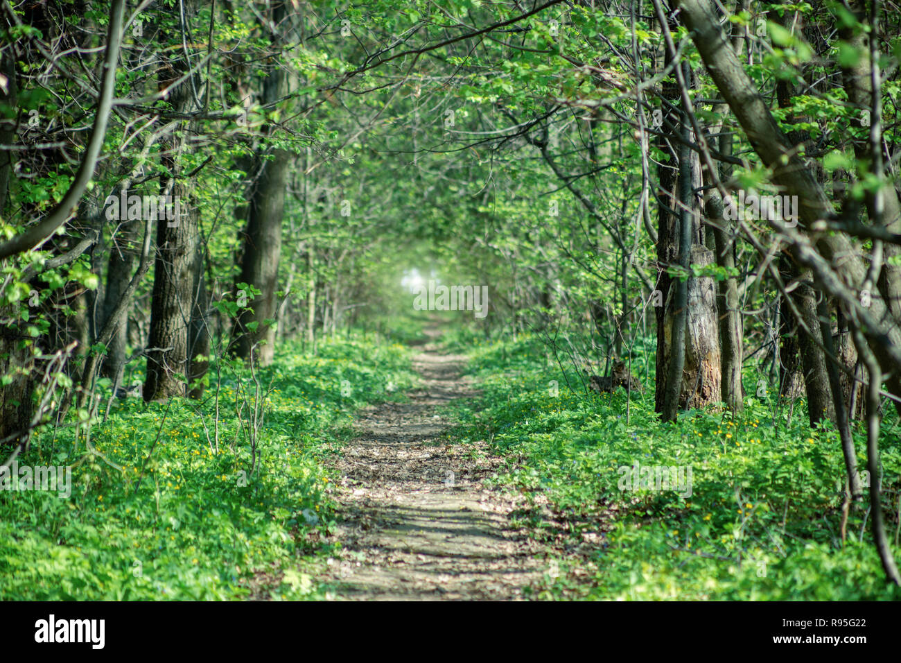 Beautiful forest hi-res stock photography and images - Alamy