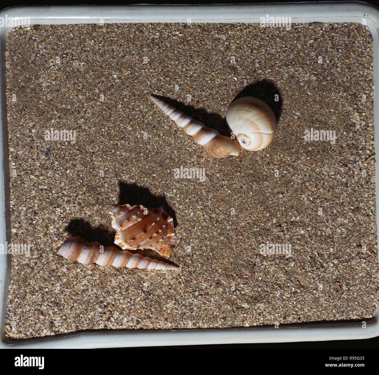 Shells on sand Stock Photo - Alamy