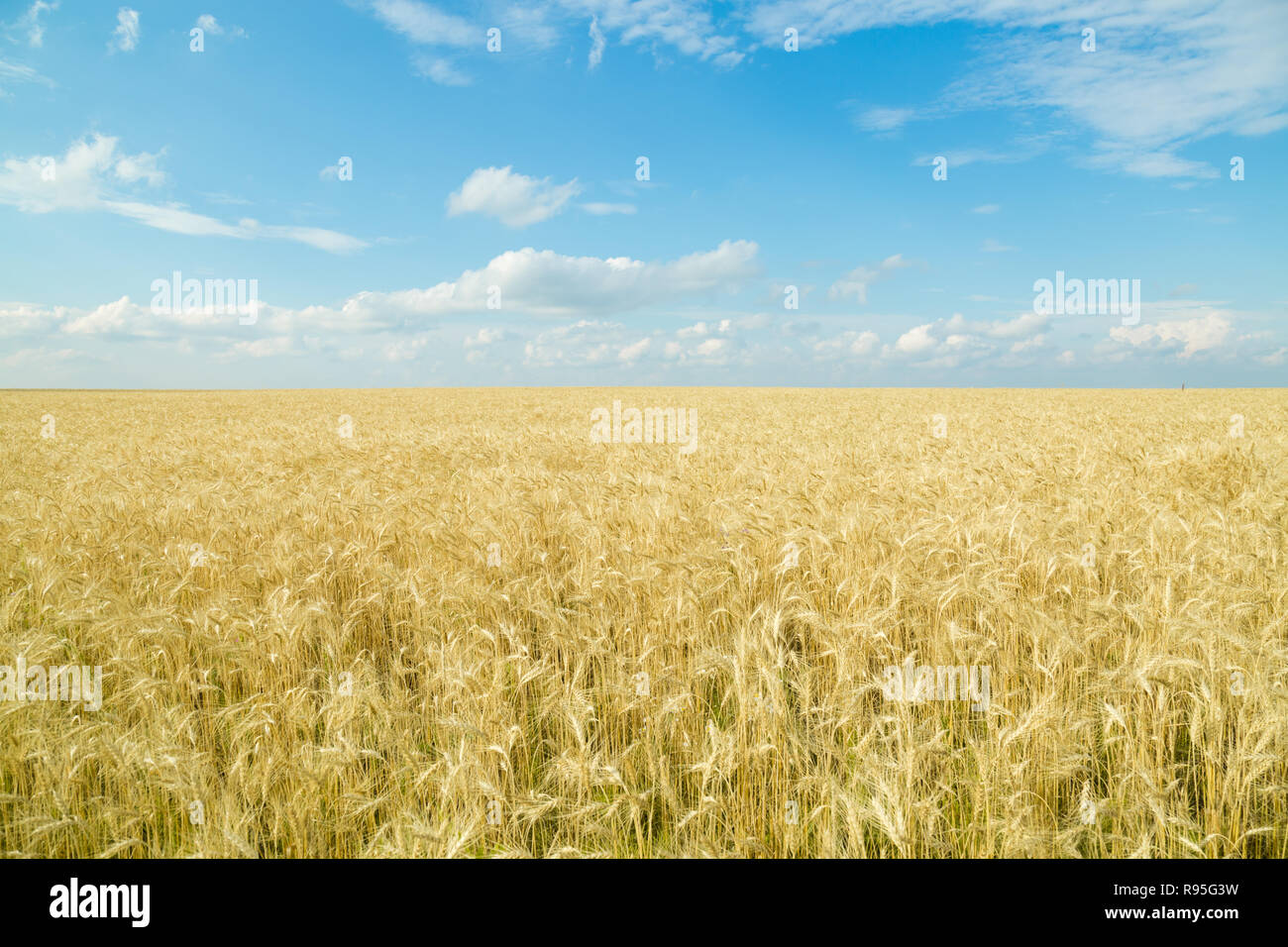 Endless wheat field rich harvest hi-res stock photography and images ...