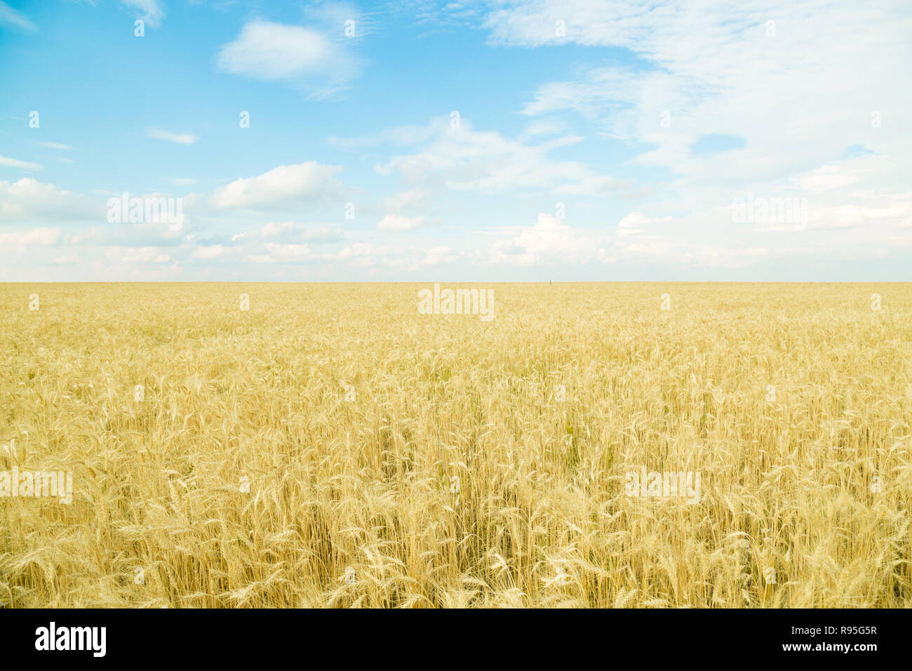 Endless wheat field rich harvest hi-res stock photography and images ...