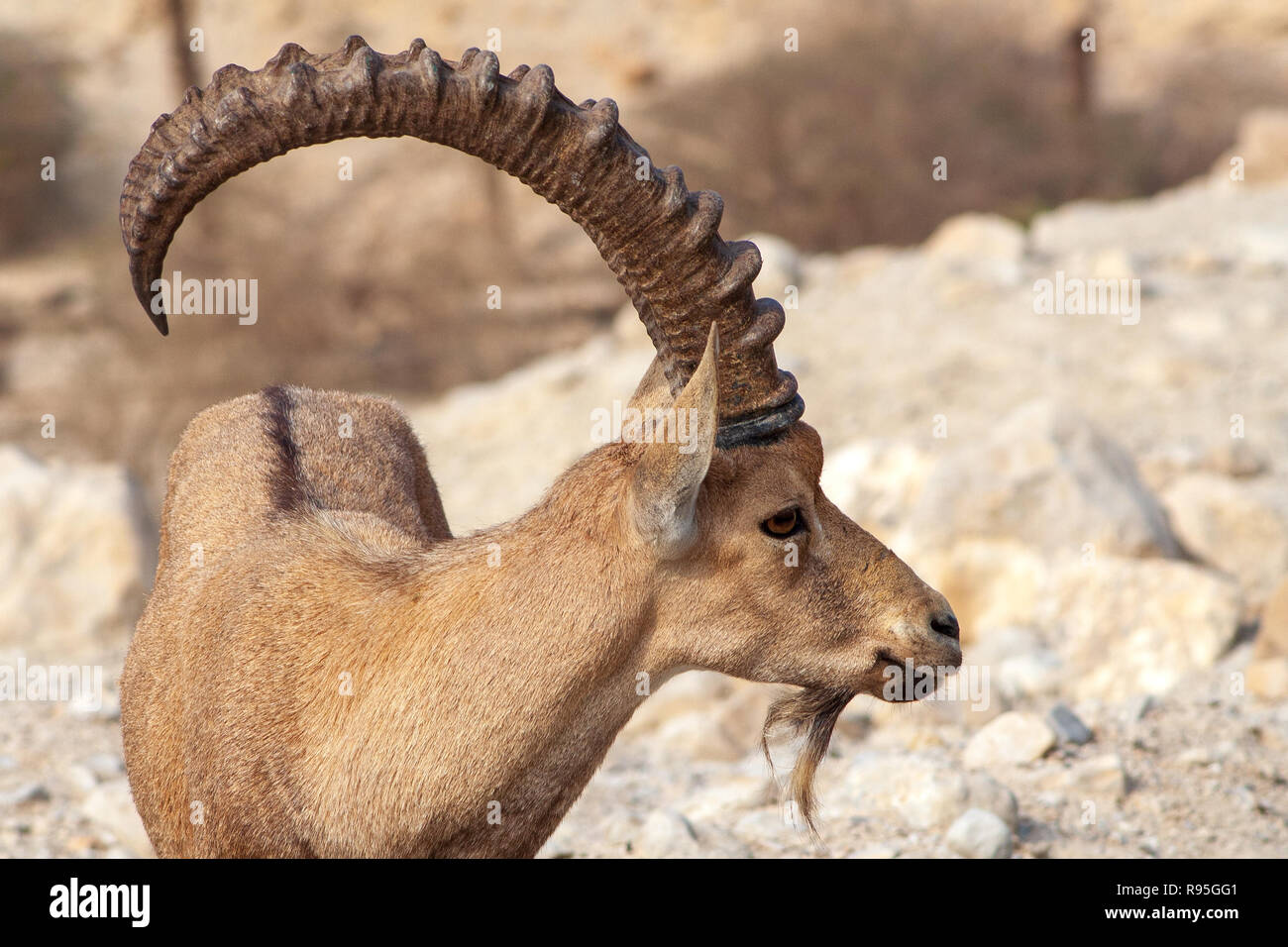 Capra ibex hoof hi-res stock photography and images - Alamy