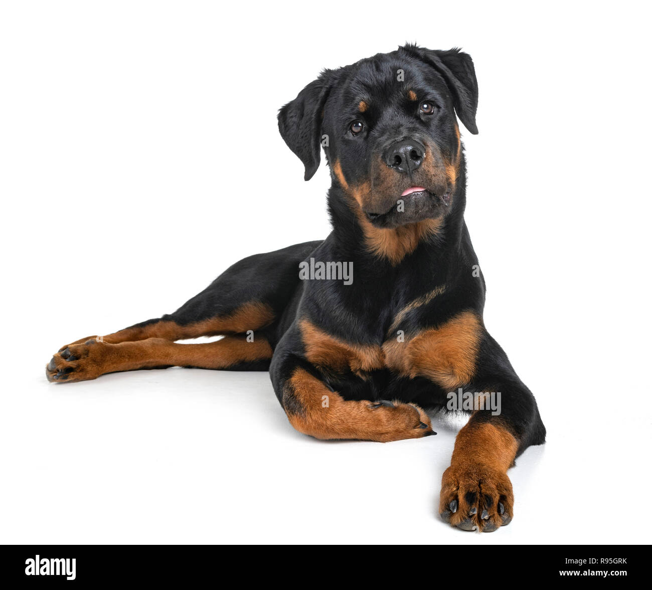 purebred rottweiler in front of white background Stock Photo - Alamy