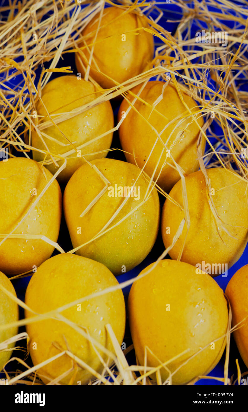Yellow indian mangoes hi-res stock photography and images - Alamy