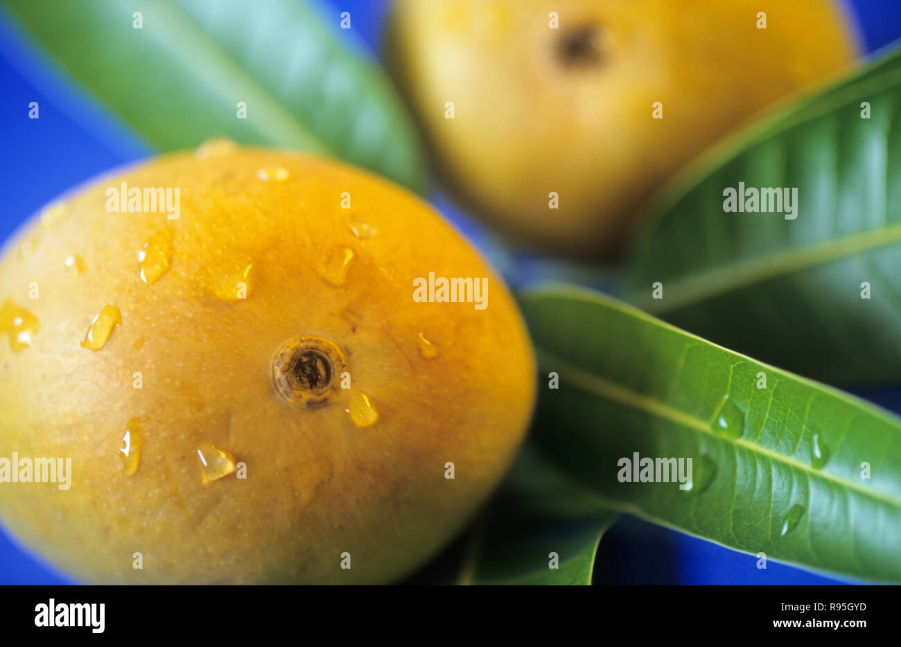 Yellow indian mangoes hi-res stock photography and images - Alamy