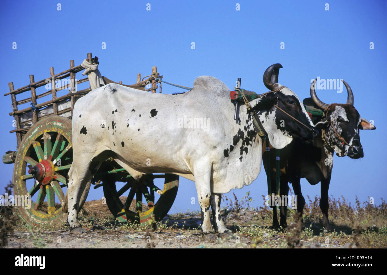 Bullock cart standing, India Stock Photo - Alamy