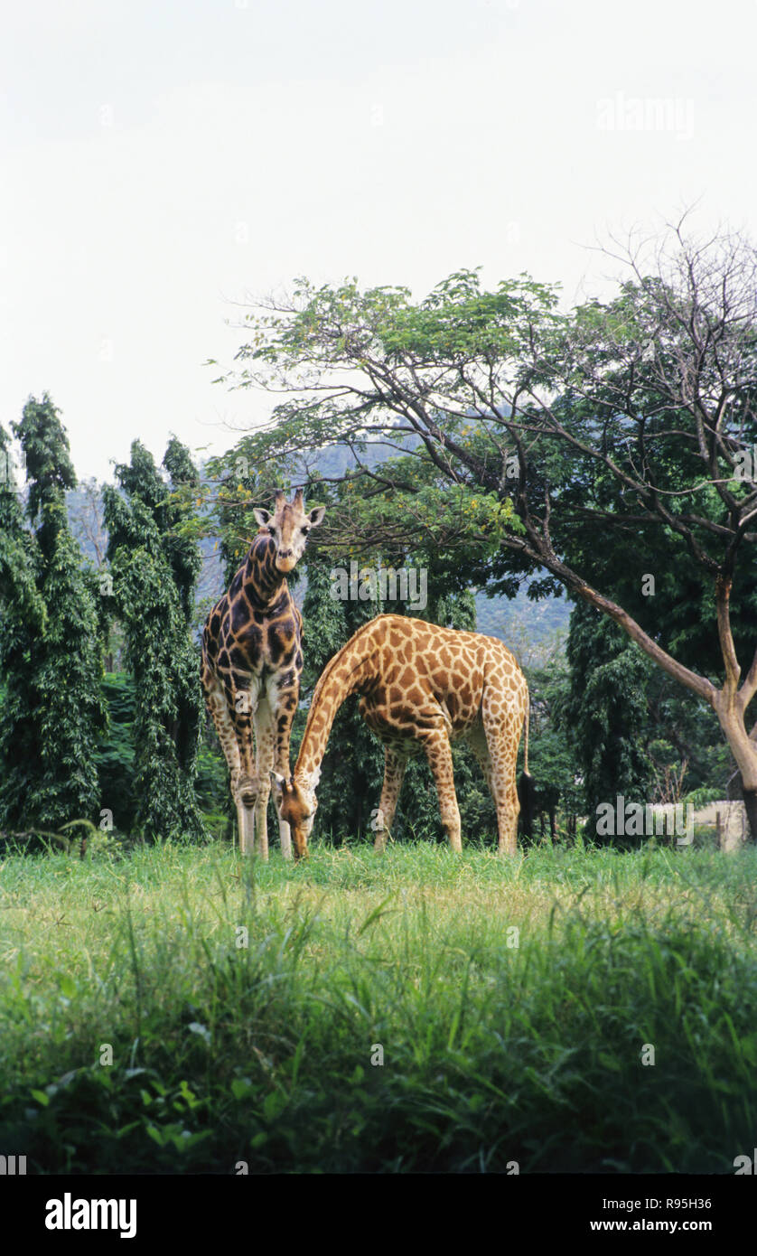 Giraffe in zoo India Stock Photo - Alamy