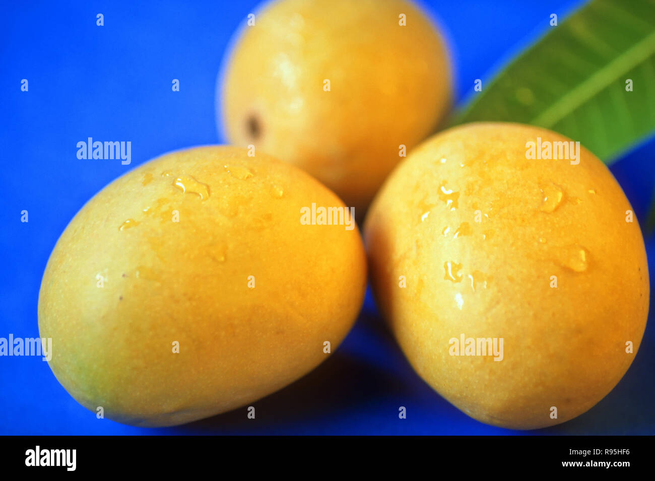 Green alphonso mangoes hi-res stock photography and images - Alamy