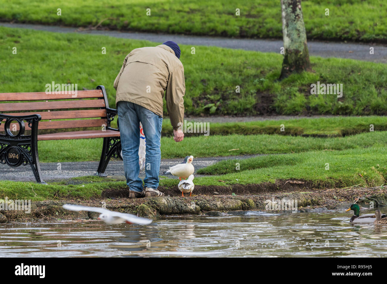 Man feeding ducks hi-res stock photography and images - Alamy