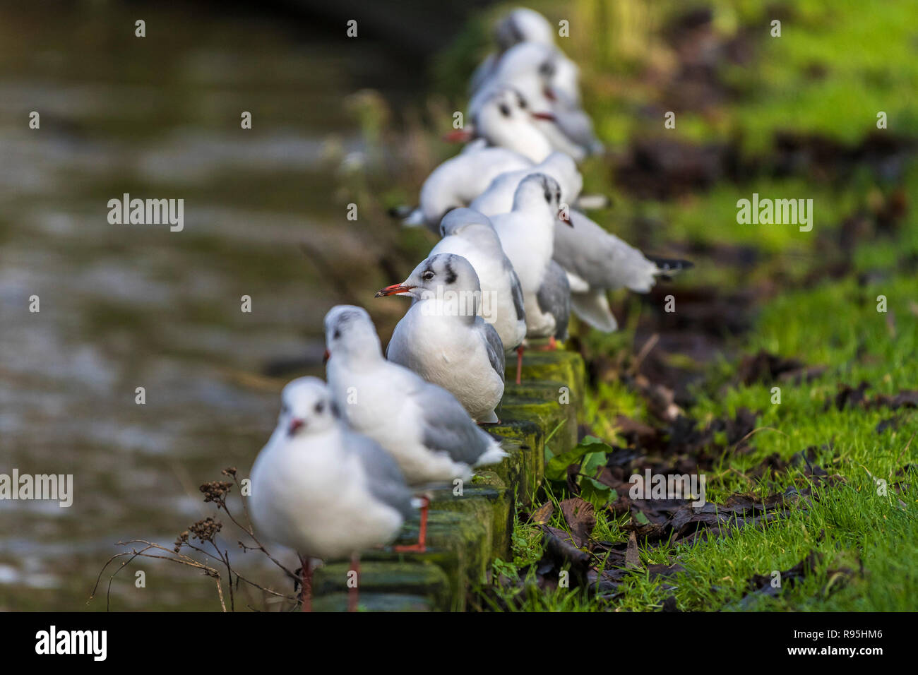 Row of birds hi-res stock photography and images - Alamy