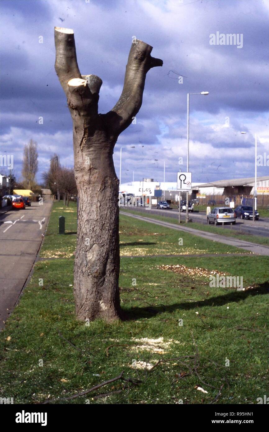 Man shaped Tree Stock Photo - Alamy
