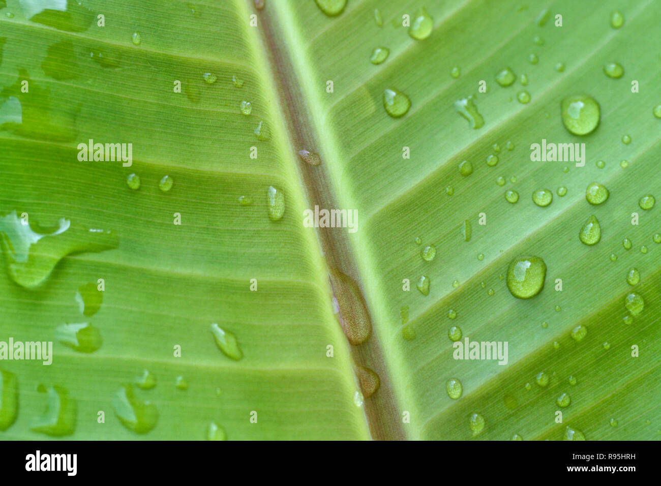 Banana leaf ( Musa sapientum paradisiacal Stock Photo - Alamy