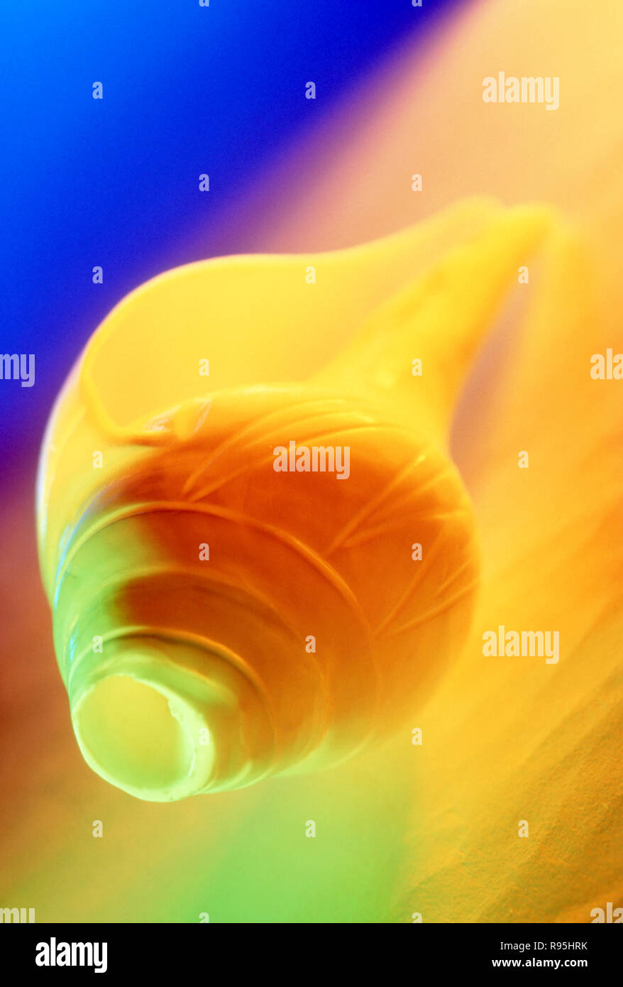 Conch shell india hi-res stock photography and images - Alamy