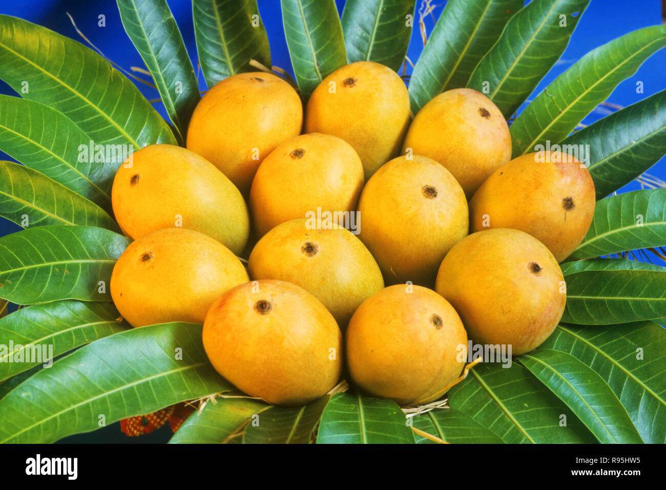 Fruit, Ripe Alphonso Mangoes arrange in leaves Stock Photo - Alamy