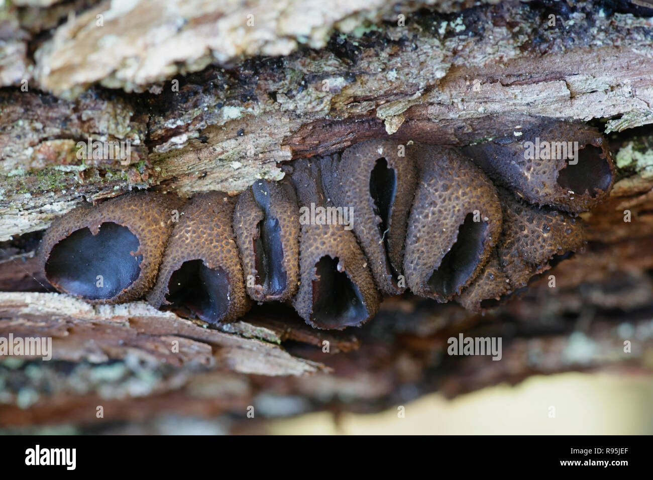 Bulgaria inquinans, Black Bulgar fungus Stock Photo - Alamy