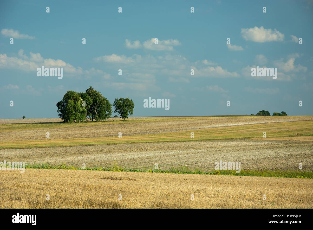 Trees growing on a mowed field, horizon and clouds on a blue sky Stock ...