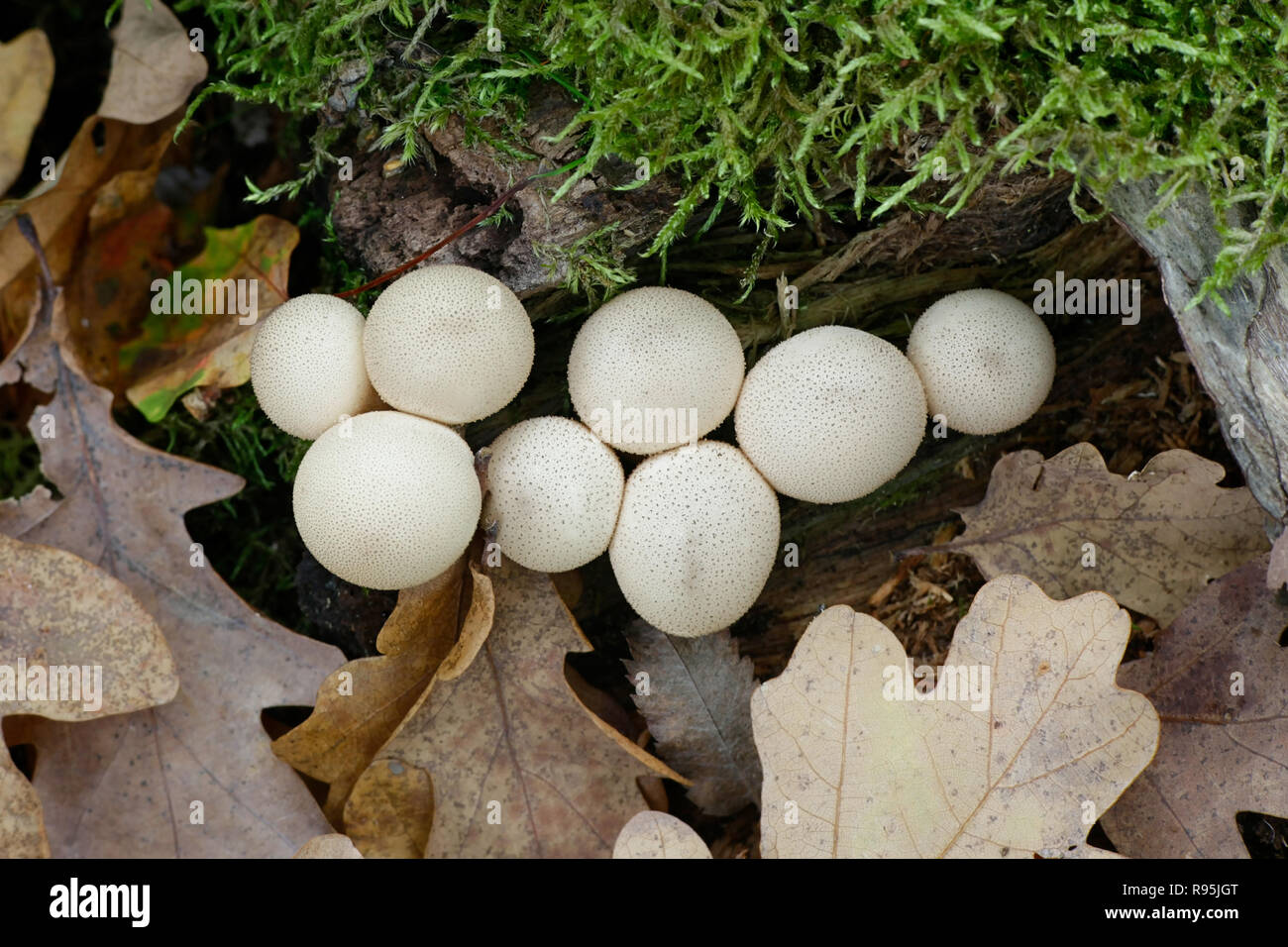 Spherical fungi hi-res stock photography and images - Alamy