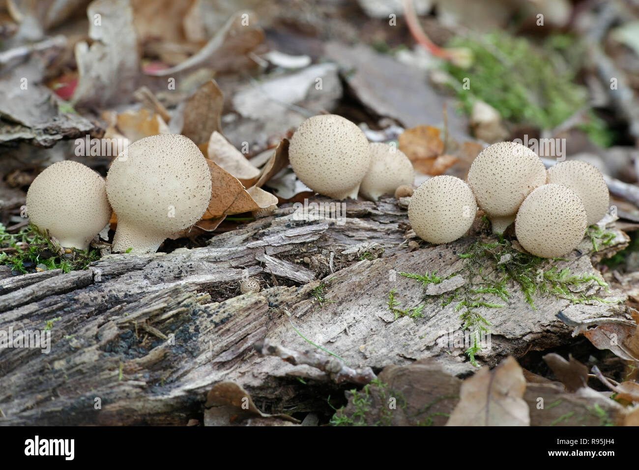 Lycoperdon pyriforme, commonly known as the pear-shaped puffball or ...