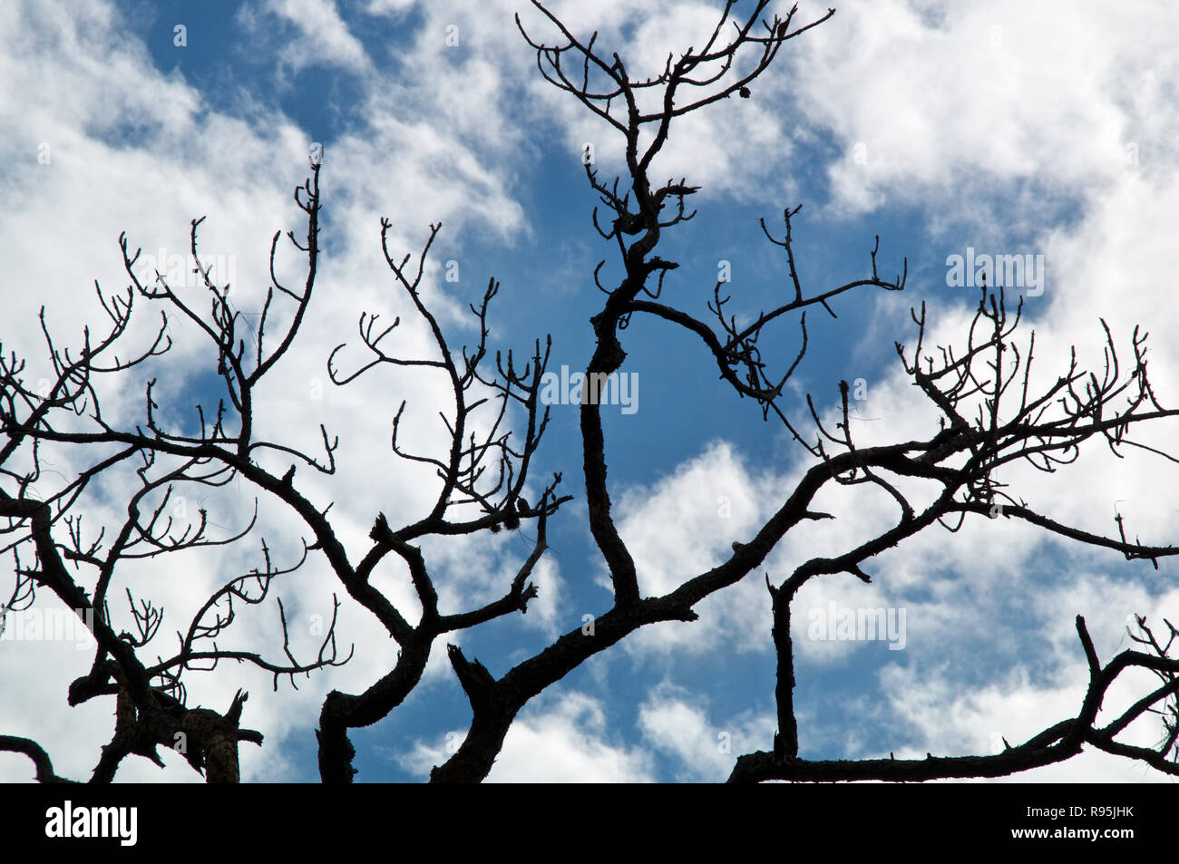 Crooked Pine Tree Stock Photos & Crooked Pine Tree Stock Images - Alamy