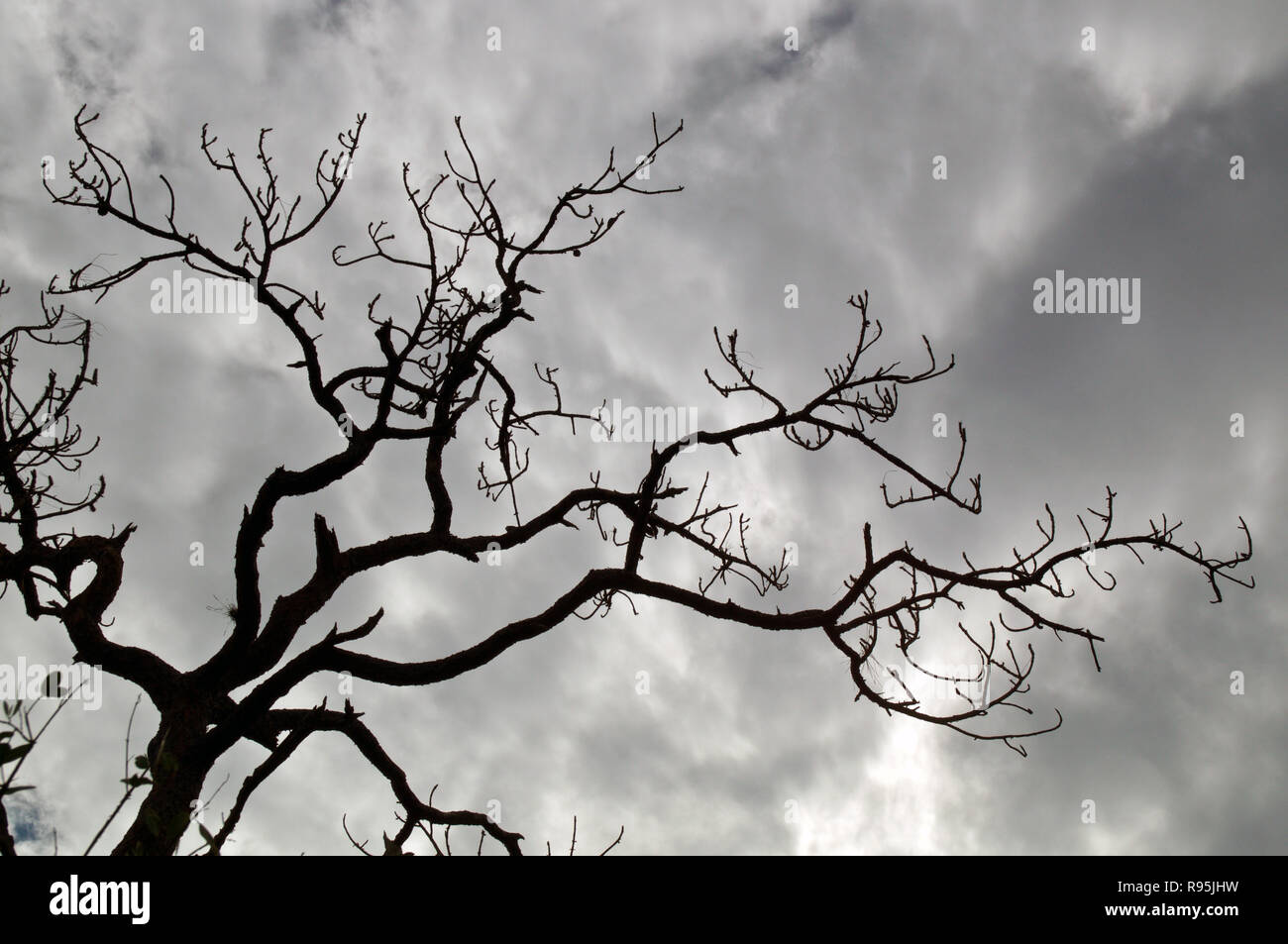 Spooky pine tree hi-res stock photography and images - Alamy