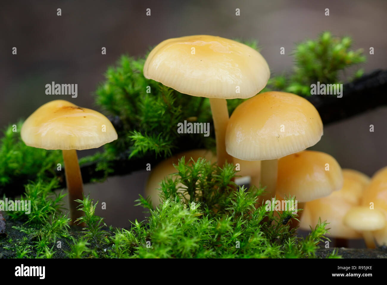Enokitake, Flammulina velutipes, also called futu, seafood mushroom ...