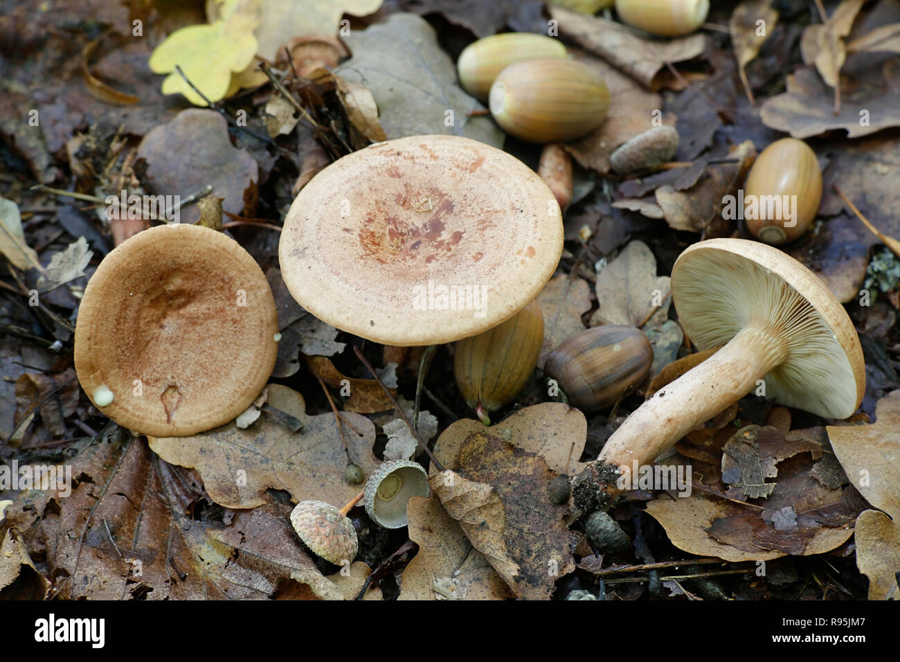 Lactarius quietus, commonly known as the oak milkcap, oakbug milkcap or ...