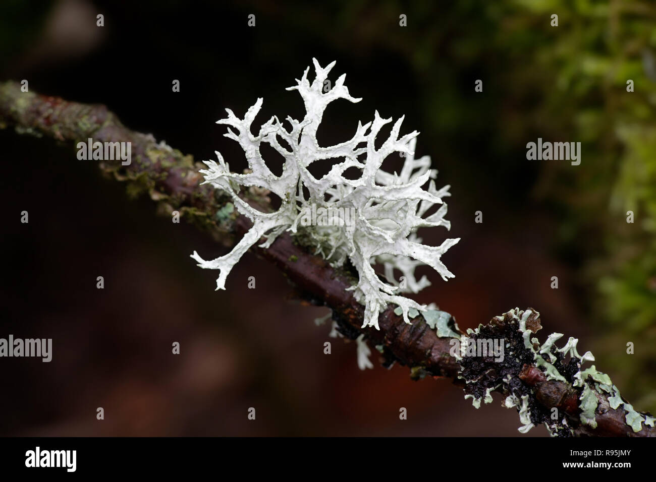 Evernia prunastri, also known as oakmoss, a beautiful lichen used ...