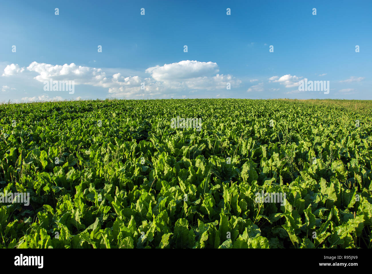 Large field of fodder beets, horizon and white clouds on a blue sky ...