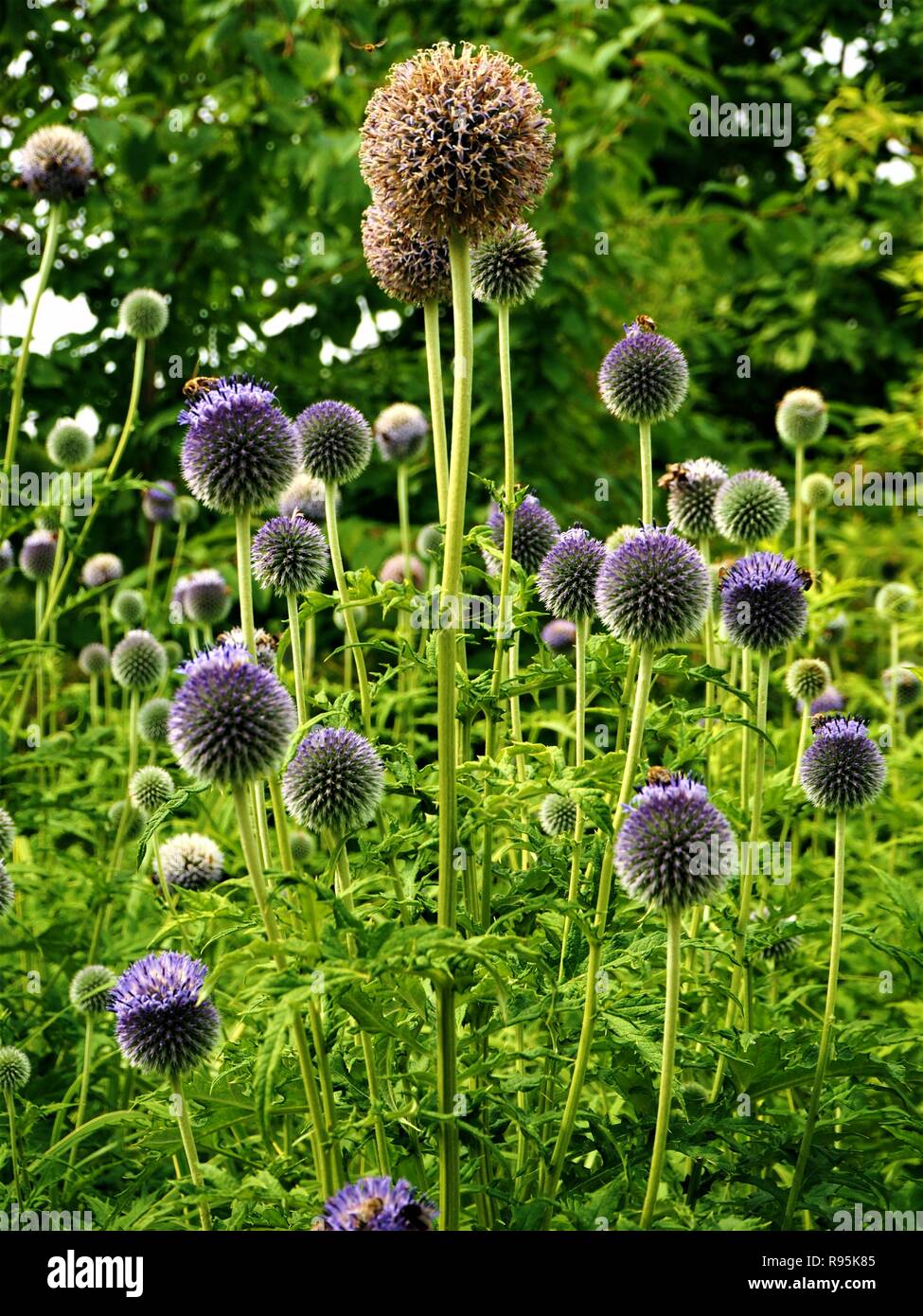 Purple Globe Thistle