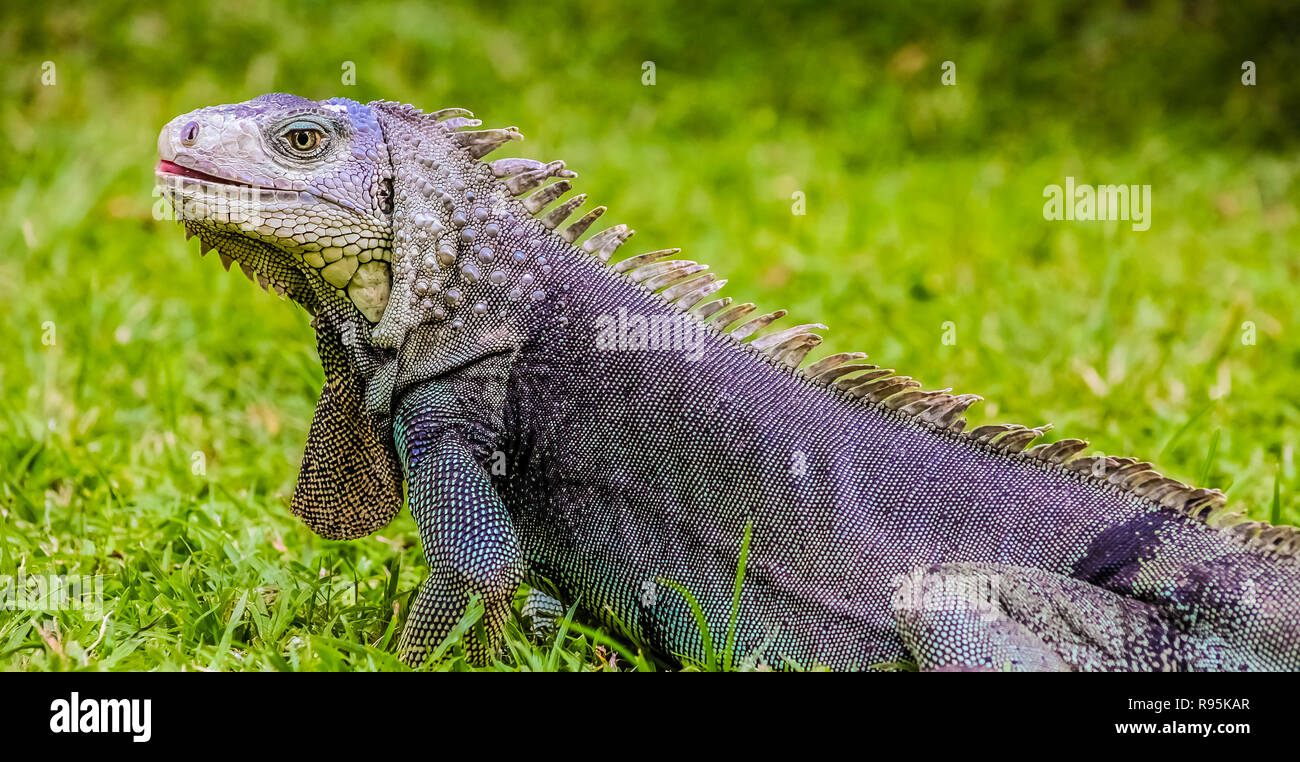 Close up of a Iguana, Harmless reptile, selective focus of a Lizard ...