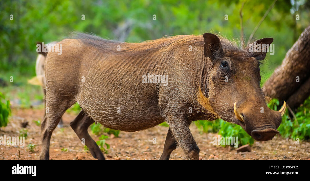 Close up of a wild African Warthog in a South African game reserve ...