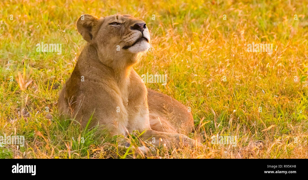 Close up of a female African Lion in a South African wildlife game ...