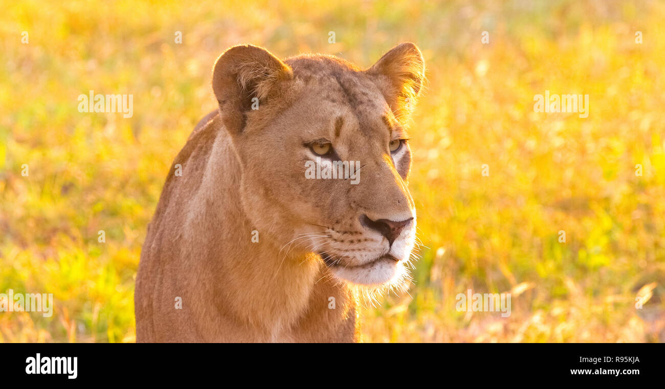 Close up of a female African Lion in a South African wildlife game ...