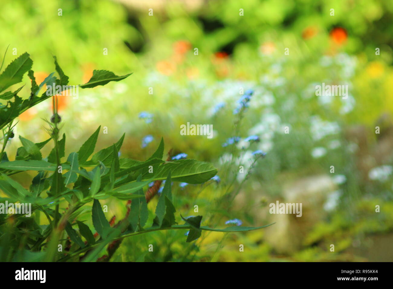 An English garden landscape format of out of focus background of ...