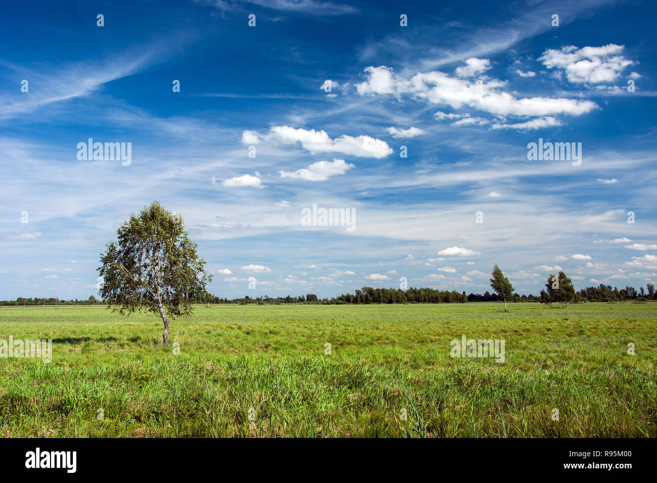 Birch tree in the meadow, forest on the horizon and white clouds on ...