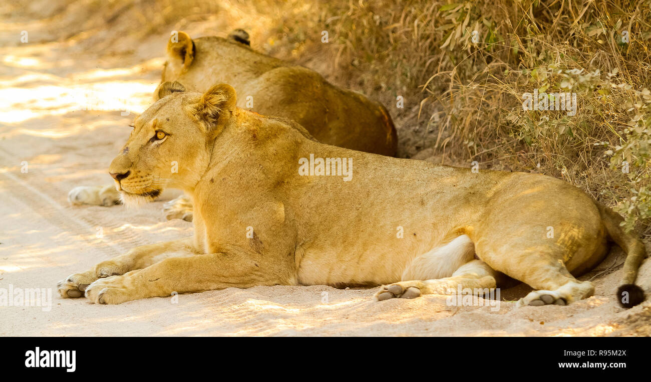 A Pride of African Lions on Safari in a South African Game Reserve ...