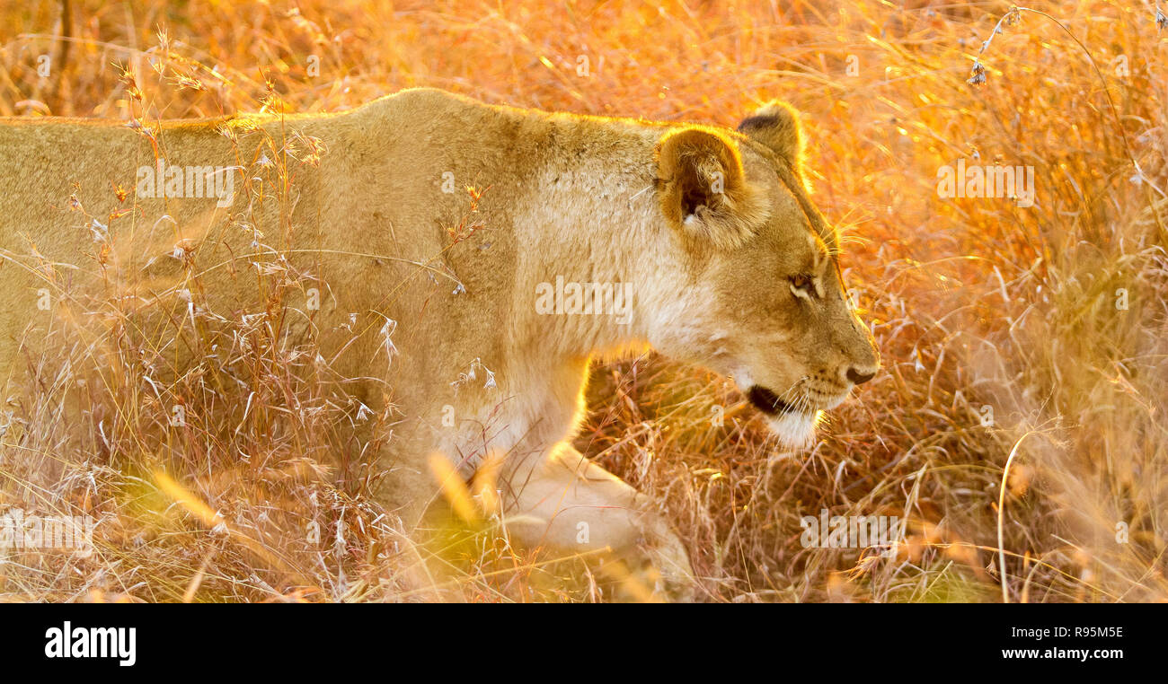 Lion hiding in grass waiting hi-res stock photography and images - Alamy