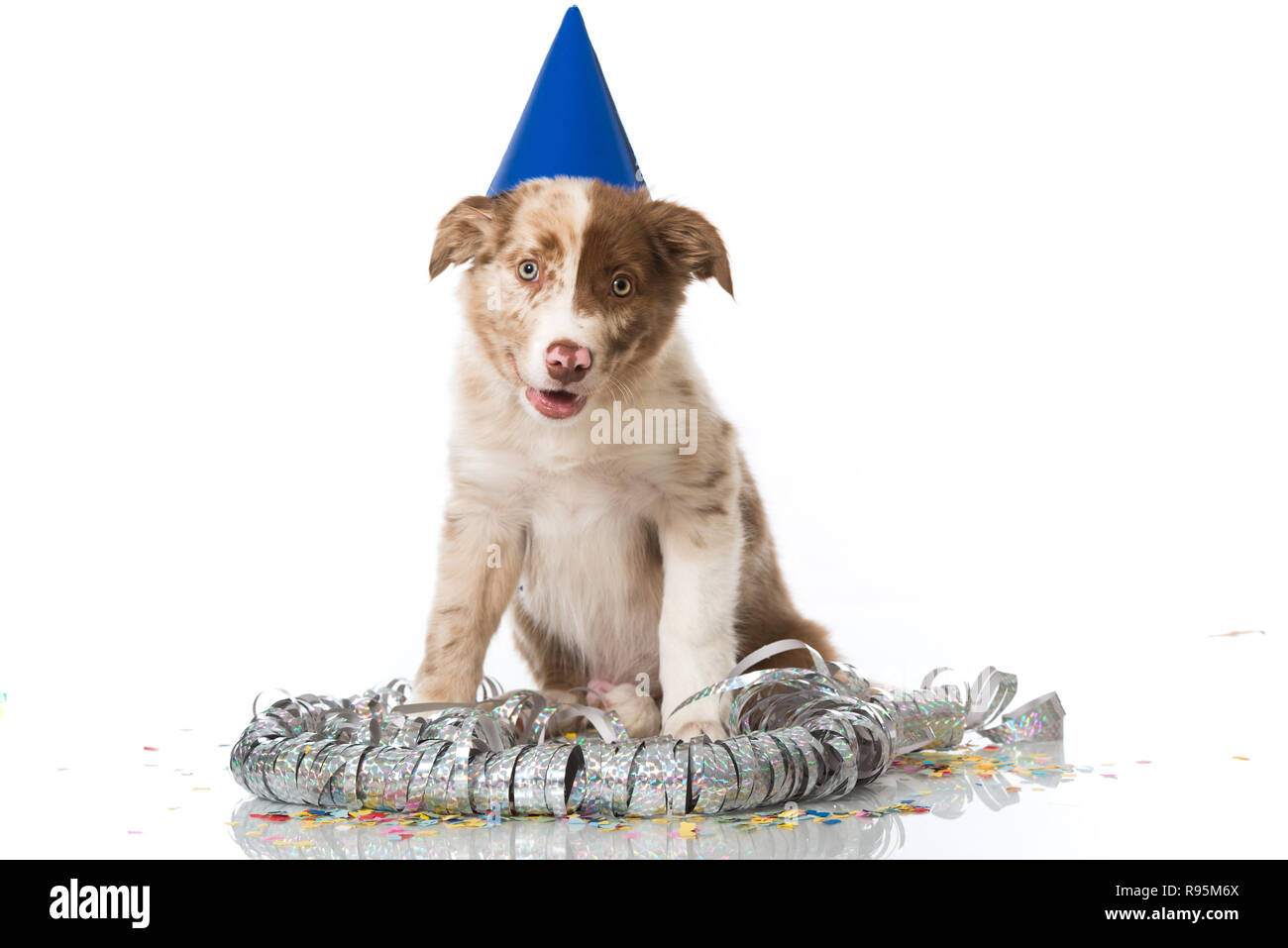 Border collie puppy with streamers isolated on white Stock Photo - Alamy