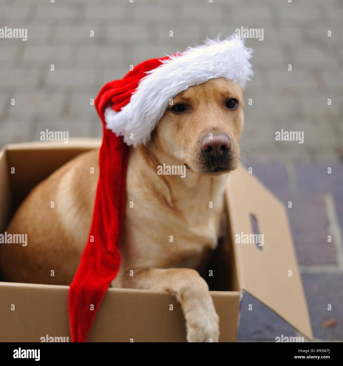 Golden retriever santa hat dog hi-res stock photography and images - Alamy