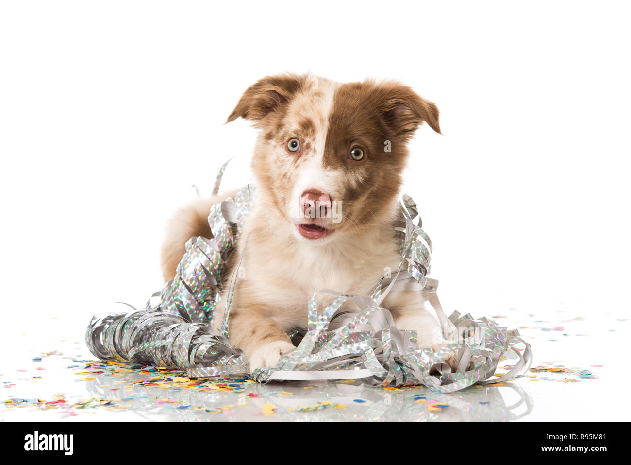 Border collie puppy with streamers isolated on white Stock Photo - Alamy