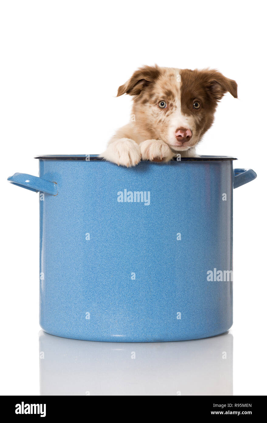 Border collie puppy sitting in a big blue pot and looking out Stock ...