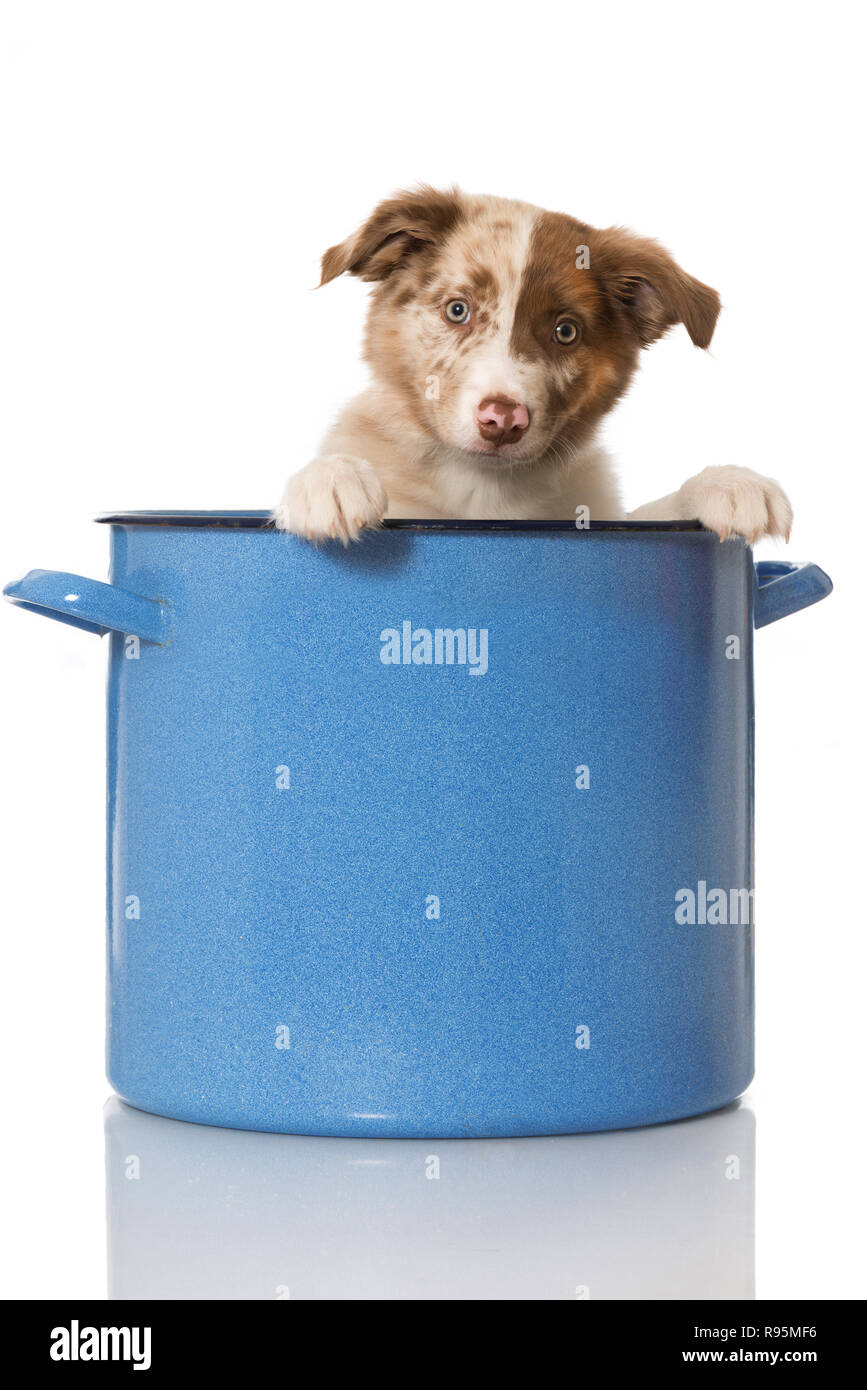 Border collie puppy sitting in a big blue pot and looking out Stock ...